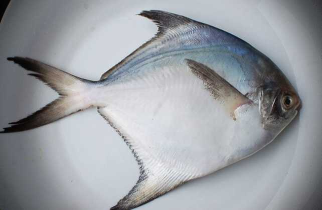 Top 20 Fishes To Try In Malvan, Maharashtra - Crazy Masala Food